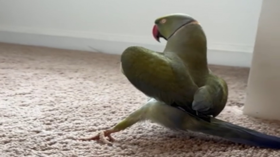 Le prochain top modèle!