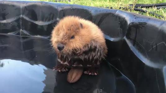 Le bébé castor le plus mignon de tous!