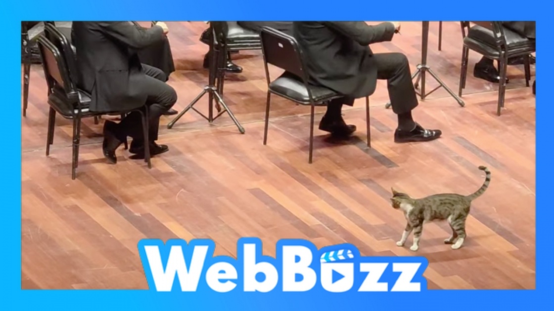 Un chat qui mène l'orchestre