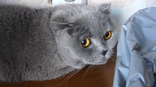 Qui sont les coupables?