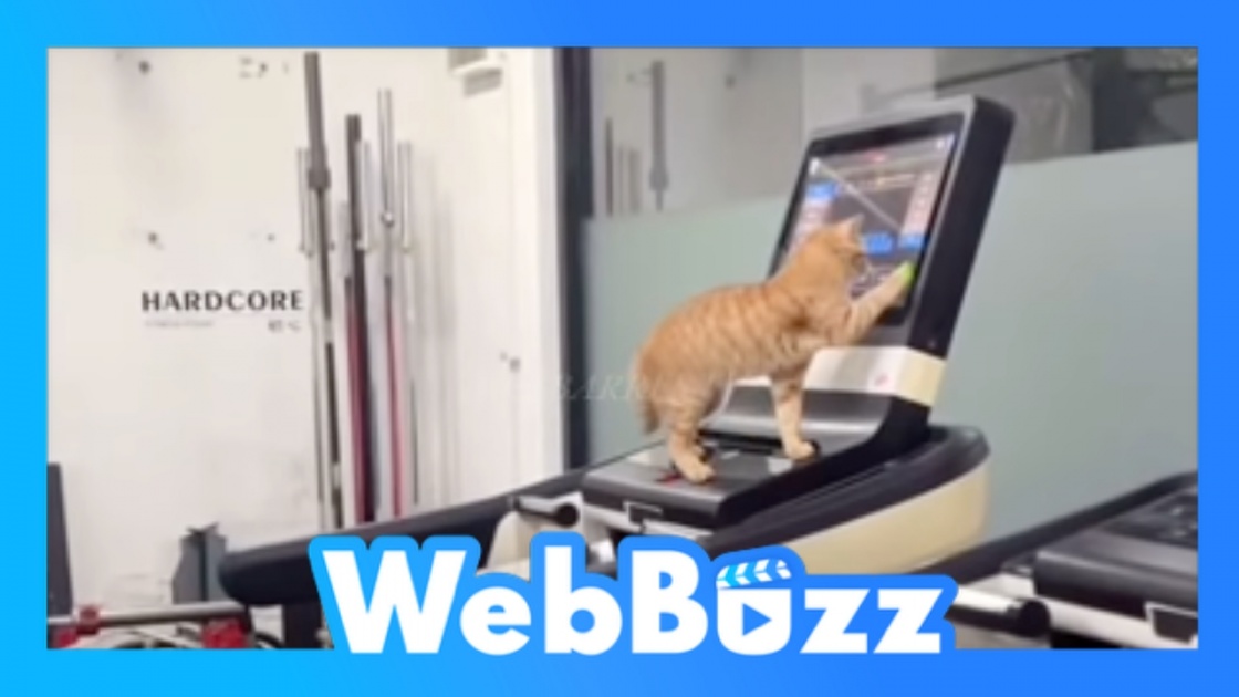 Ce chat est motivé à s'entraîner