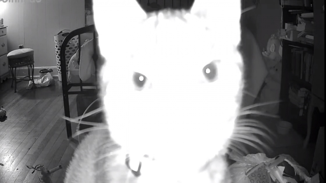 Le chat est hypnotisé par la caméra!