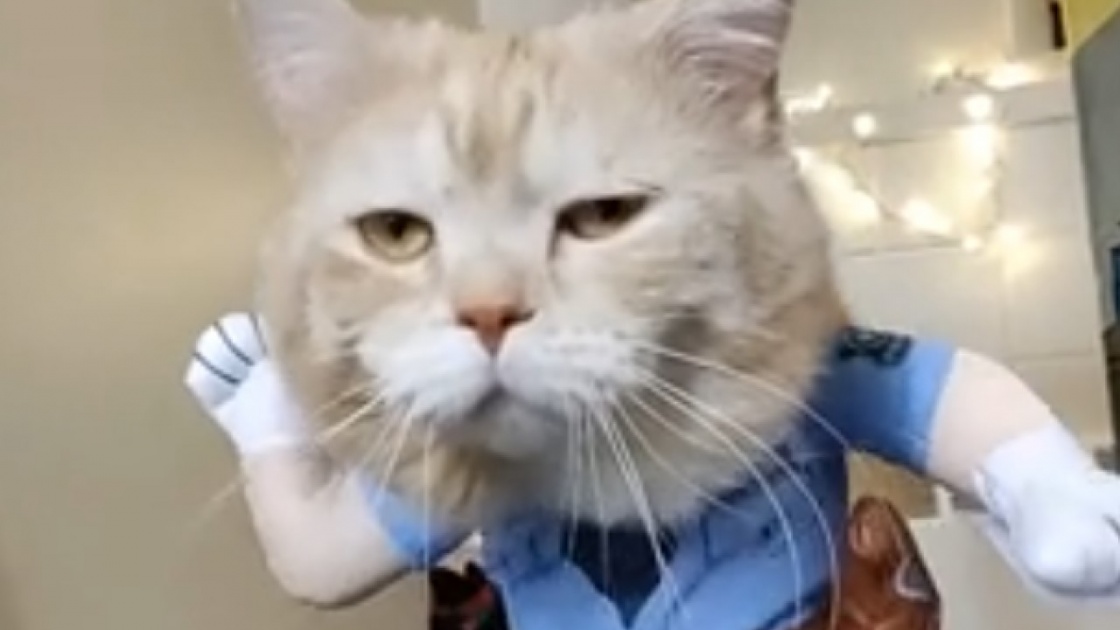 Chat policier en patrouille