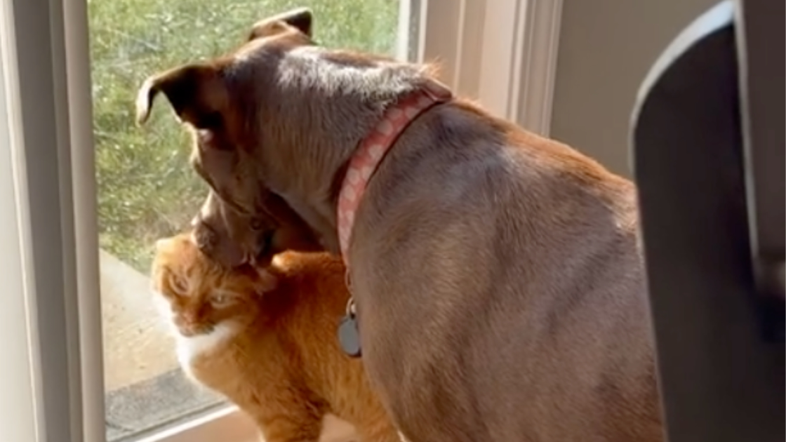 Coup de foudre entre un chat et un chien