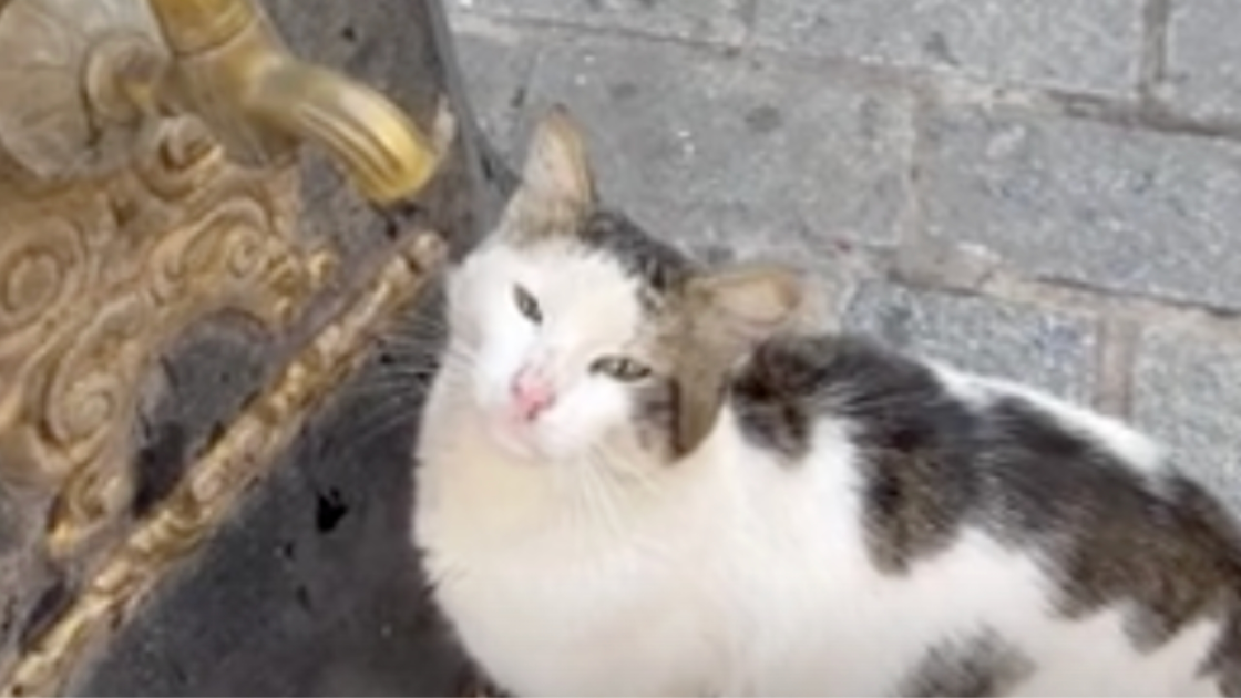 Un chat patient