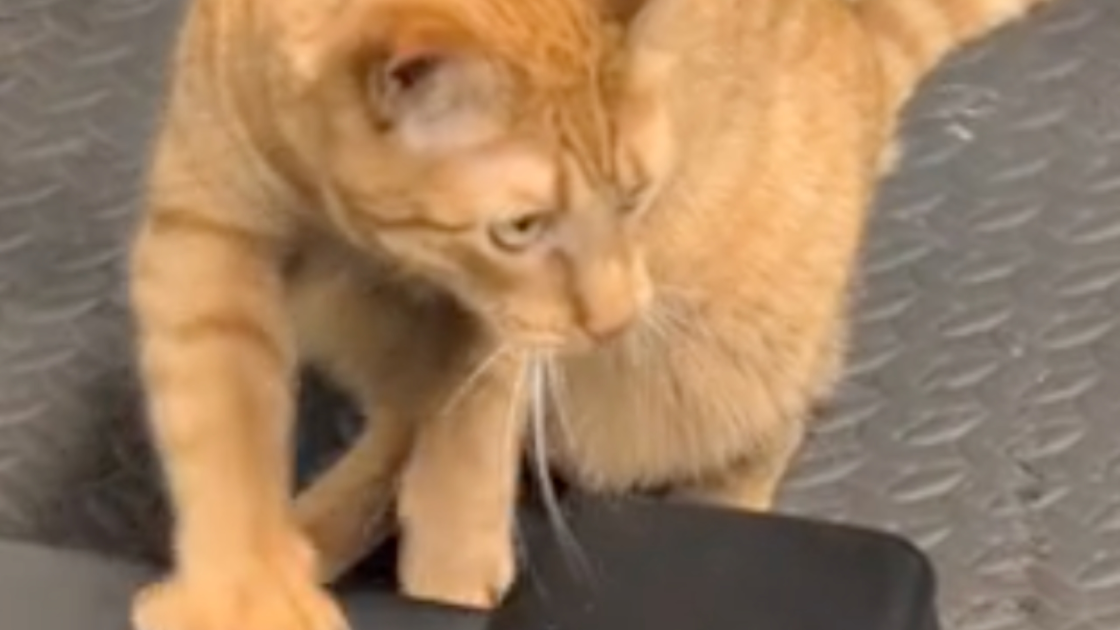 Un chat sportif