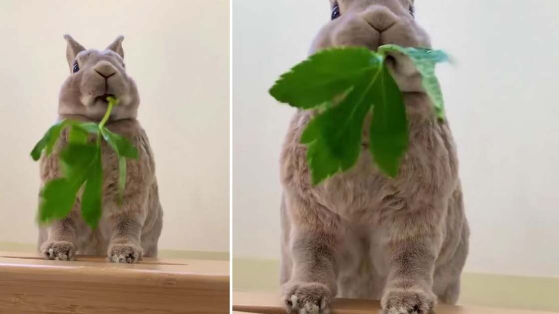 Vidéo hypnotisant et calmant du lapin qui mange lentement