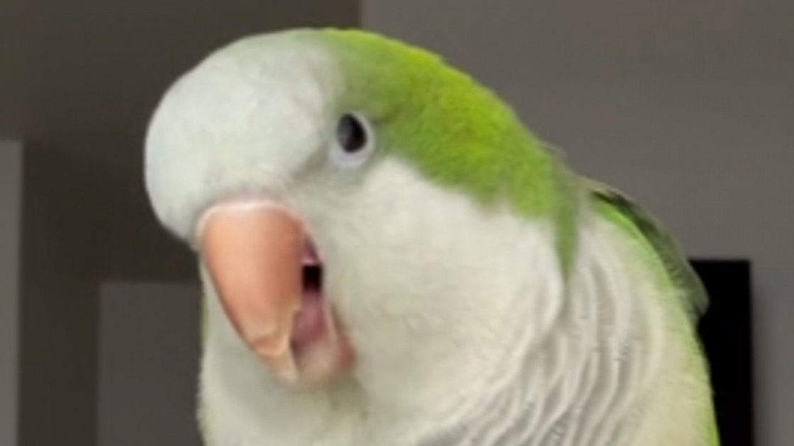 Le perroquet chante la chanson Baby Shark