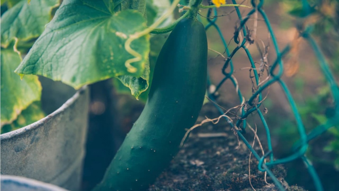 Comment planter un plant de concombres ou semer des graines en quelques ...