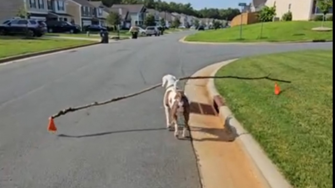 Quand il veut le plus gros bâton!