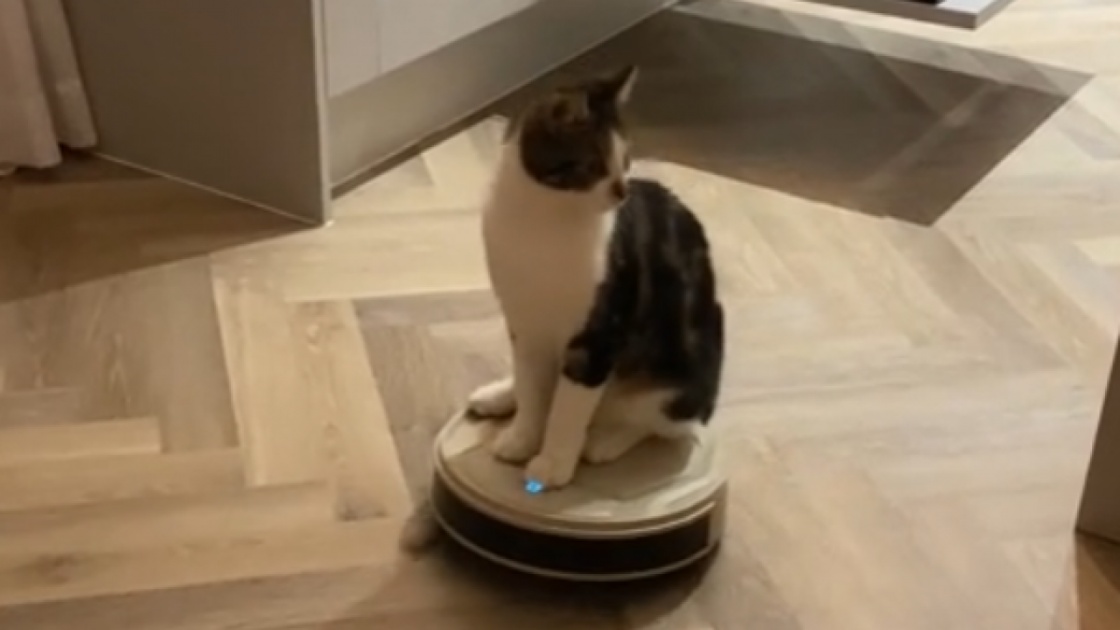 Ce chat veut prendre le crédit pour le ménage