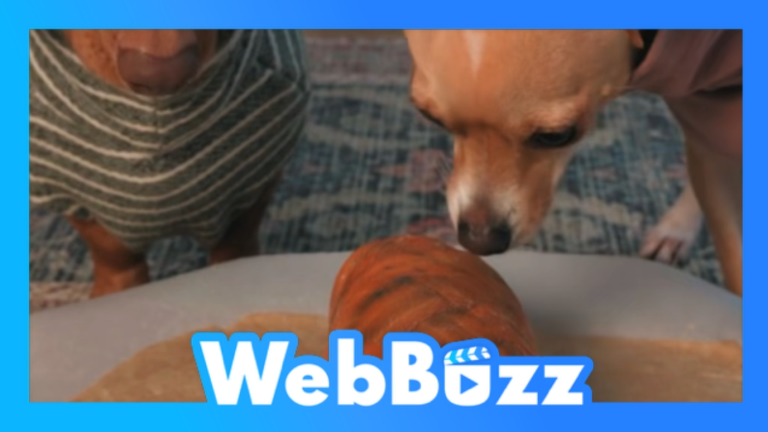 The Ced Life: les chiens foodies sur les réseaux sociaux