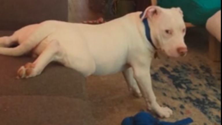 Bien installé ce chien