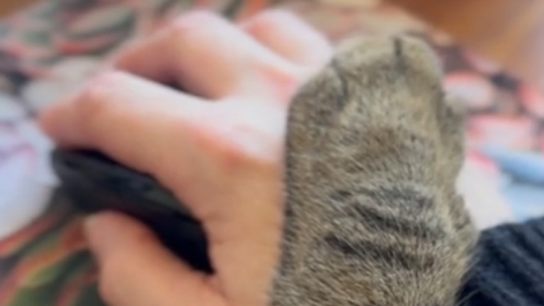 Un chat met son travail sur ordinateur en pause