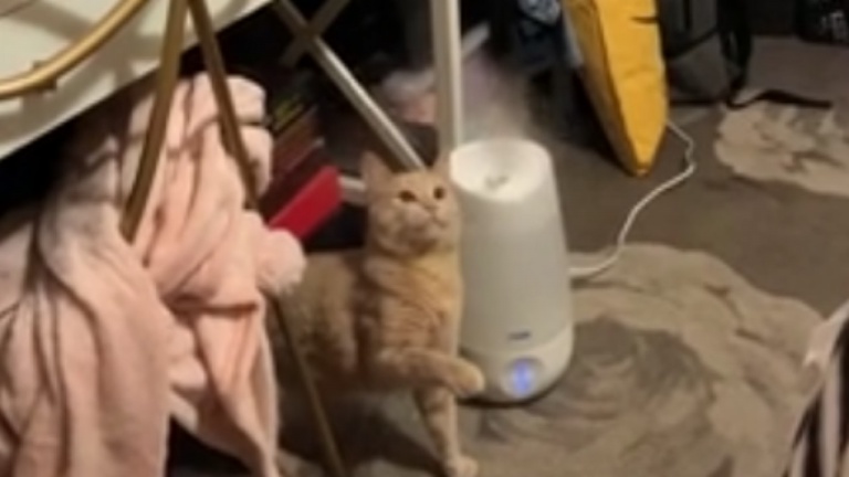 Le chat orange découvre la vapeur de l'humidificateur