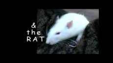 Entre chien, chat et rat