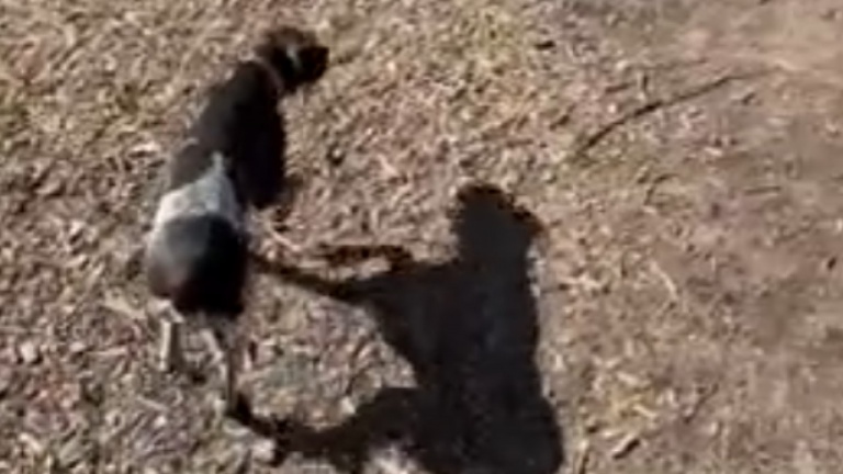 Il sera traumatisé par le parc à chien