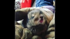 Un lapereau mignon même en éternuant
