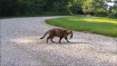 Un tamia réussit à échapper à un chat!