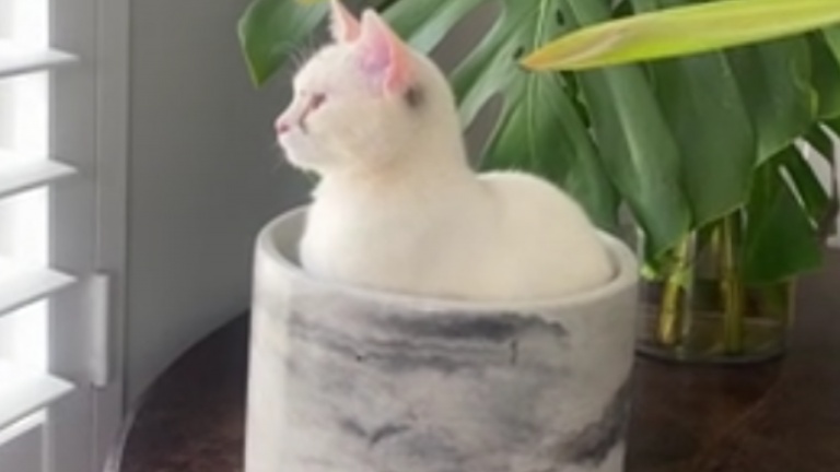 Le chat dans un pot de fleur