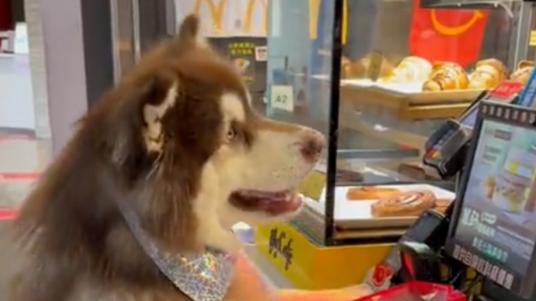 La commande au Mcdo!